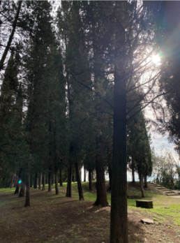 The Greenery of Florence