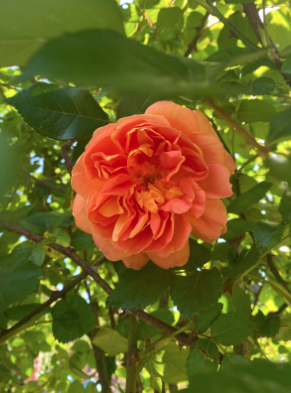 The Greenery of Florence