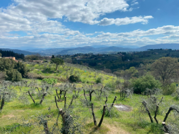 The Greenery of Florence