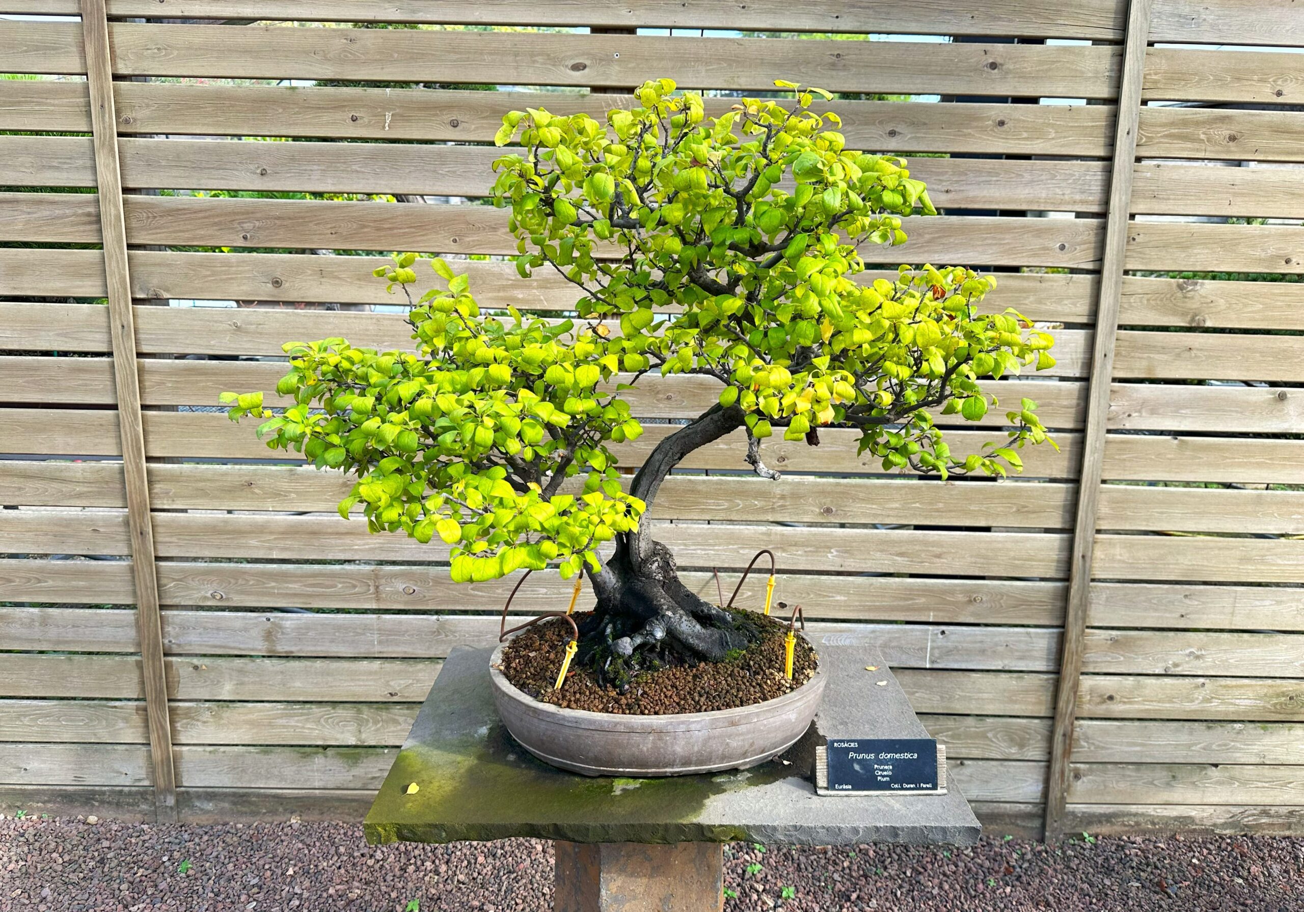 BONSAI | SAI Programs