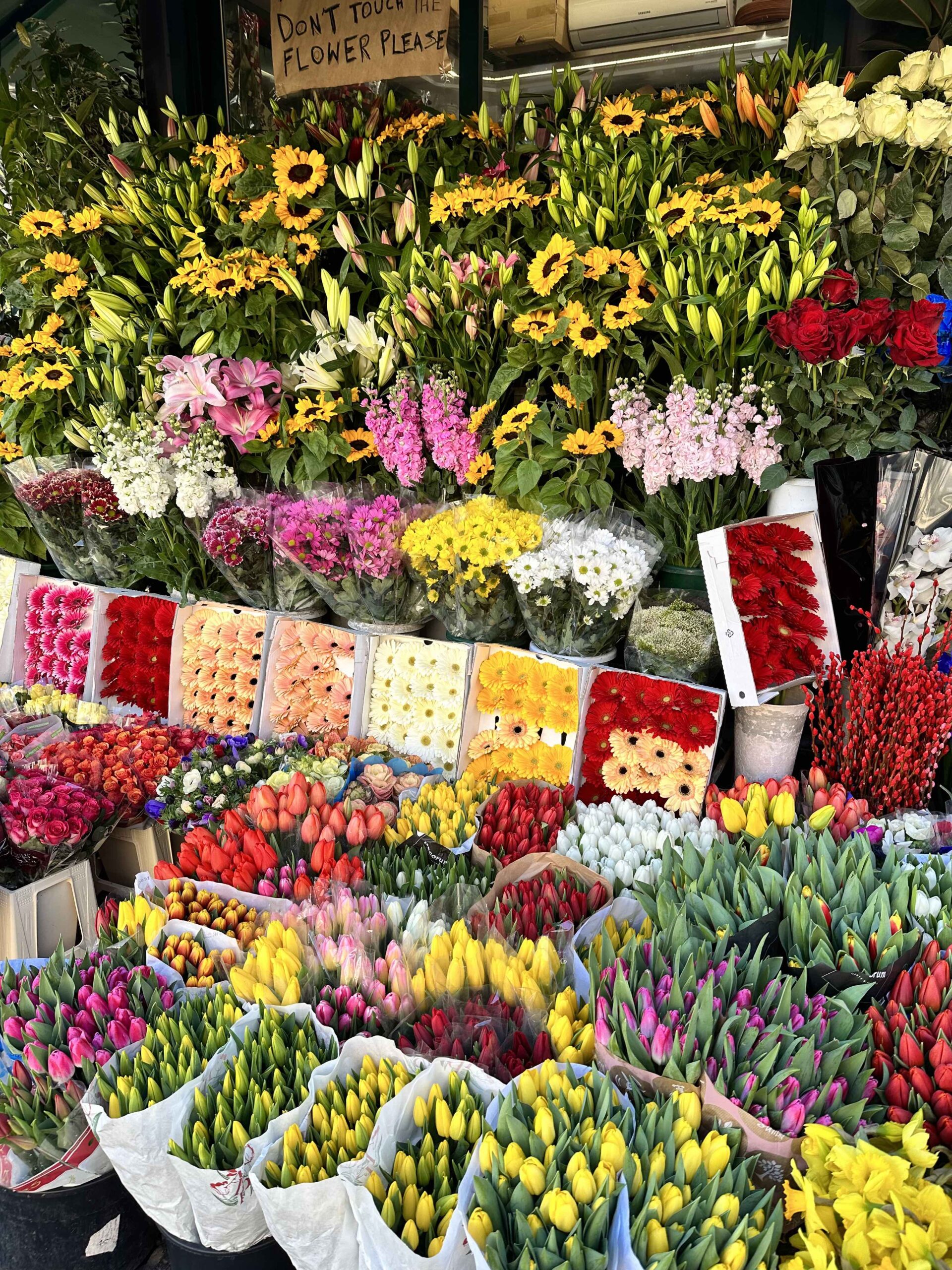 Flowers | SAI Programs