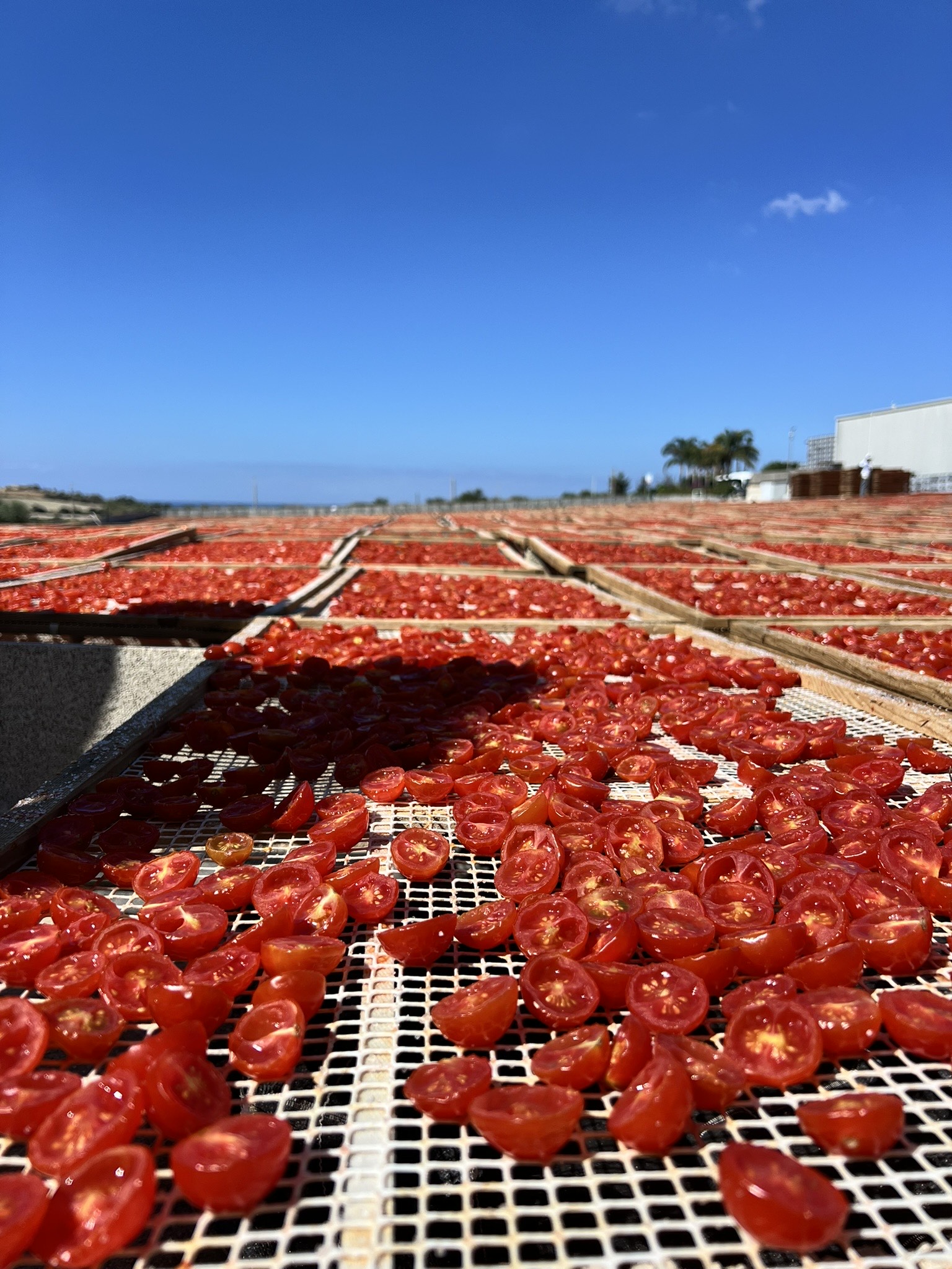 IMG_3933 | SAI Programs